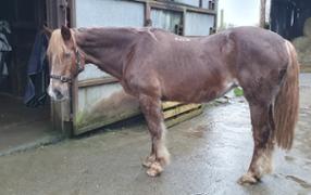 C-Plus™ | Chastetree Berry for Horses | Feedmark